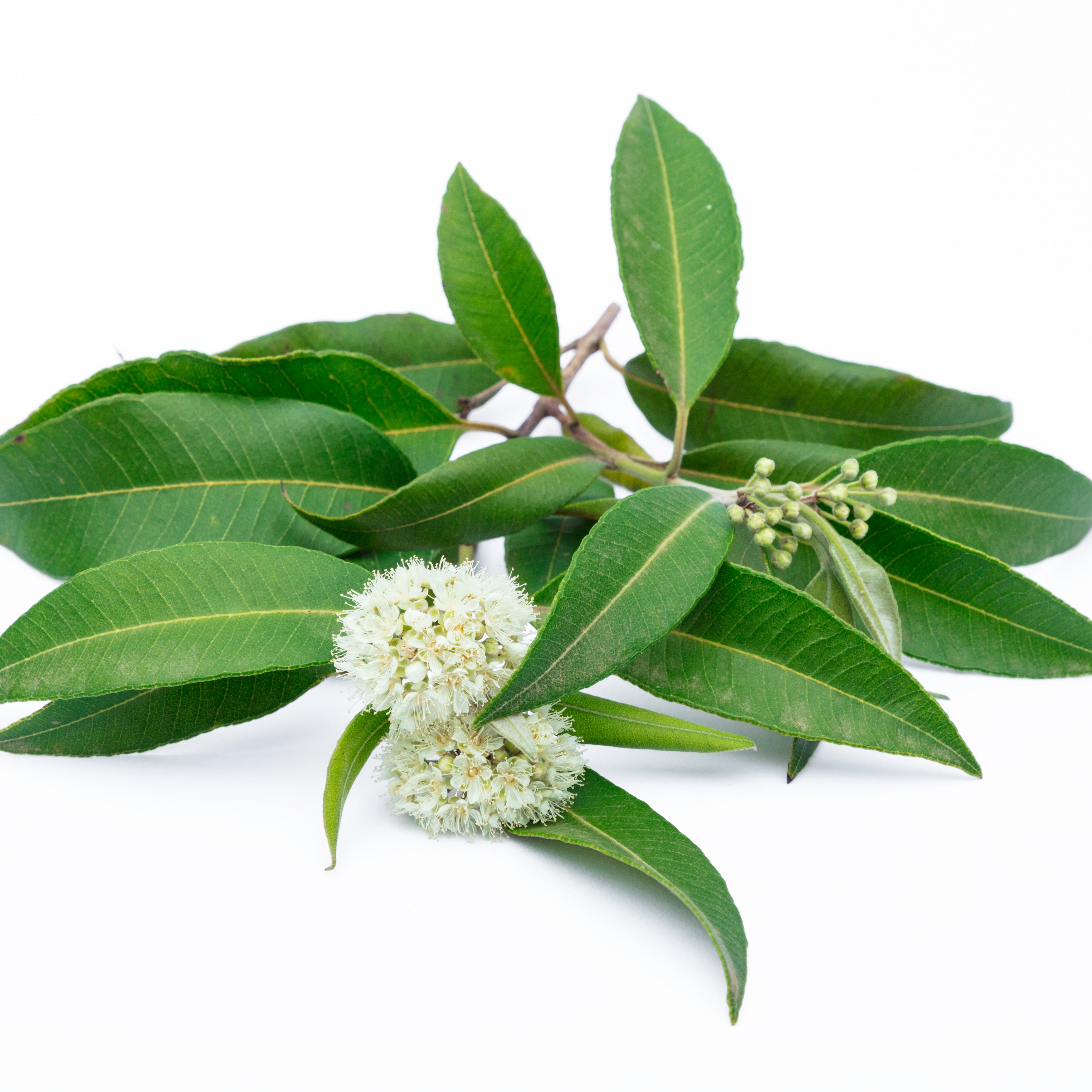 All Products – Lemon Myrtle Fragrances